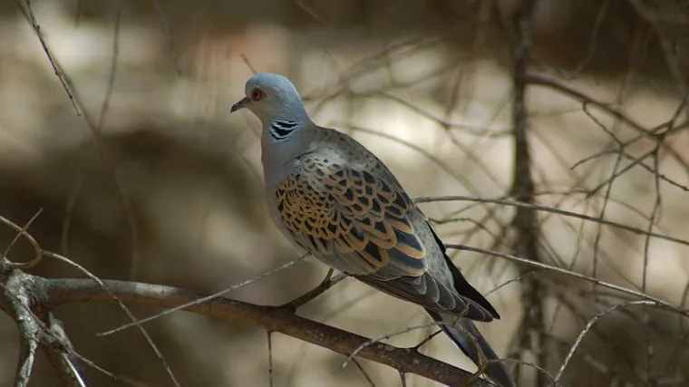 Italija: Grlice popadale s neba - Net.hr