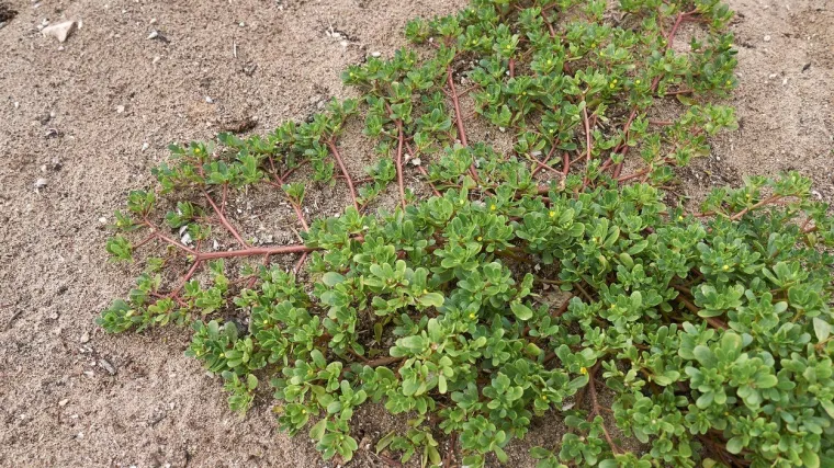 Tušt biljka: ljekoviti korov koji je čak i jestiv - Net.hr