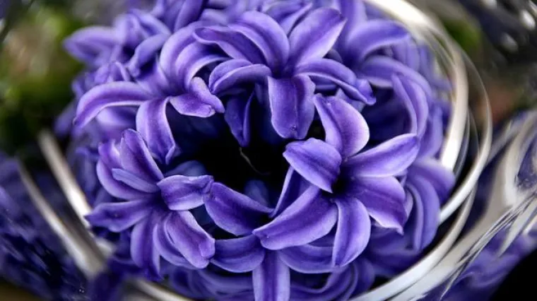 Presađivanje zumbula: Kako izgleda presađivanje zumbula? - Net.hr