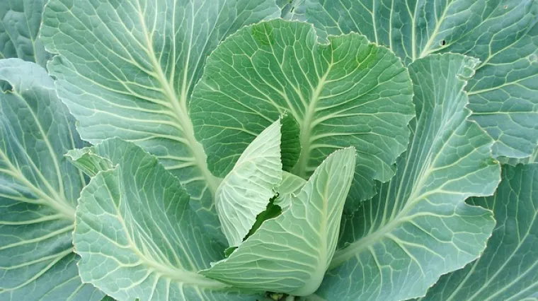 Slatki kupus varivo - recept kako se priprema slatki kupus na varivo ...